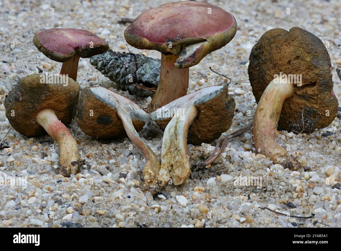 (Boletus patrioticus) Fungi Stock Photo - Alamy