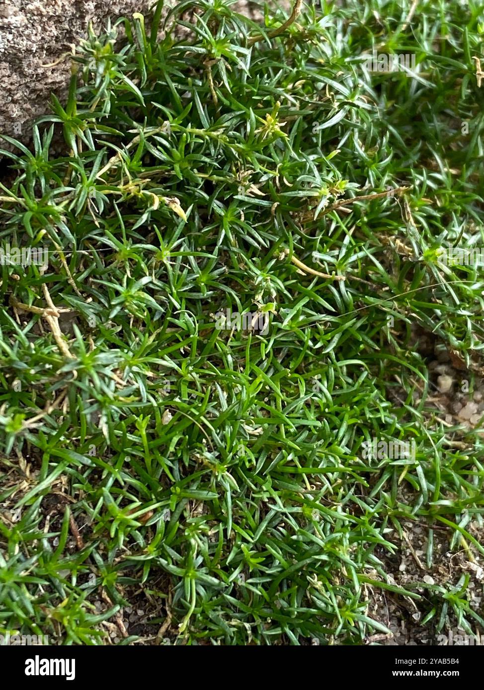 Procumbent Pearlwort (Sagina procumbens) Plantae Stock Photo - Alamy
