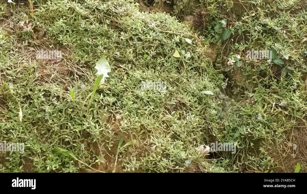 Stringy Stonecrop (Sedum sarmentosum) Plantae Stock Photo - Alamy