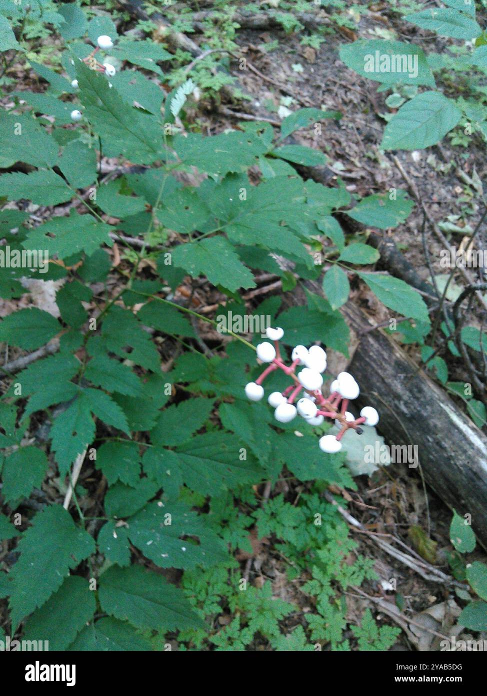 white baneberry (Actaea pachypoda) Plantae Stock Photo - Alamy