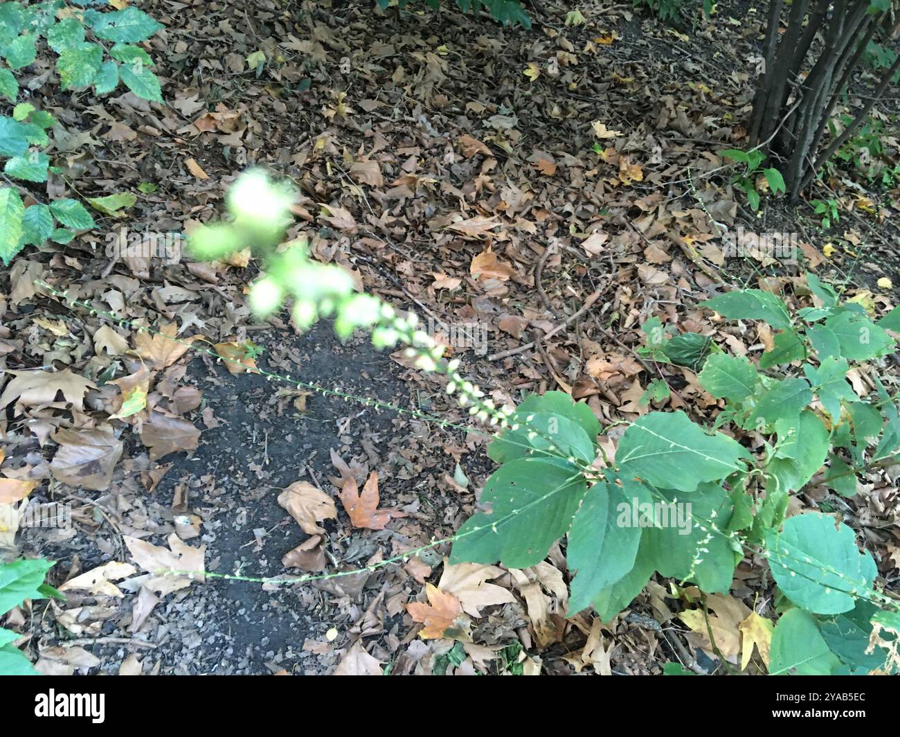 American jumpseed (Persicaria virginiana) Plantae Stock Photo - Alamy