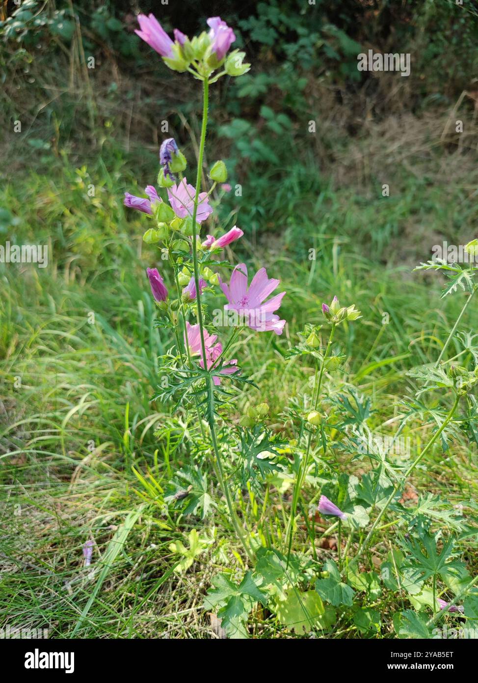 musk mallow (Malva moschata) Plantae Stock Photo - Alamy