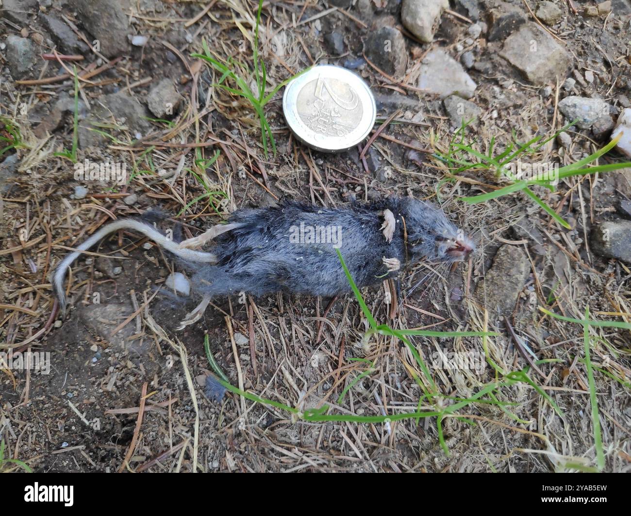 Alpine Shrew (Sorex alpinus) Mammalia Stock Photo - Alamy