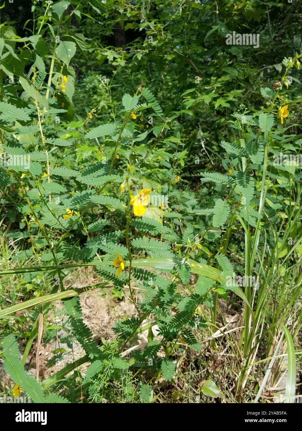 partridge pea (Chamaecrista fasciculata) Plantae Stock Photo - Alamy