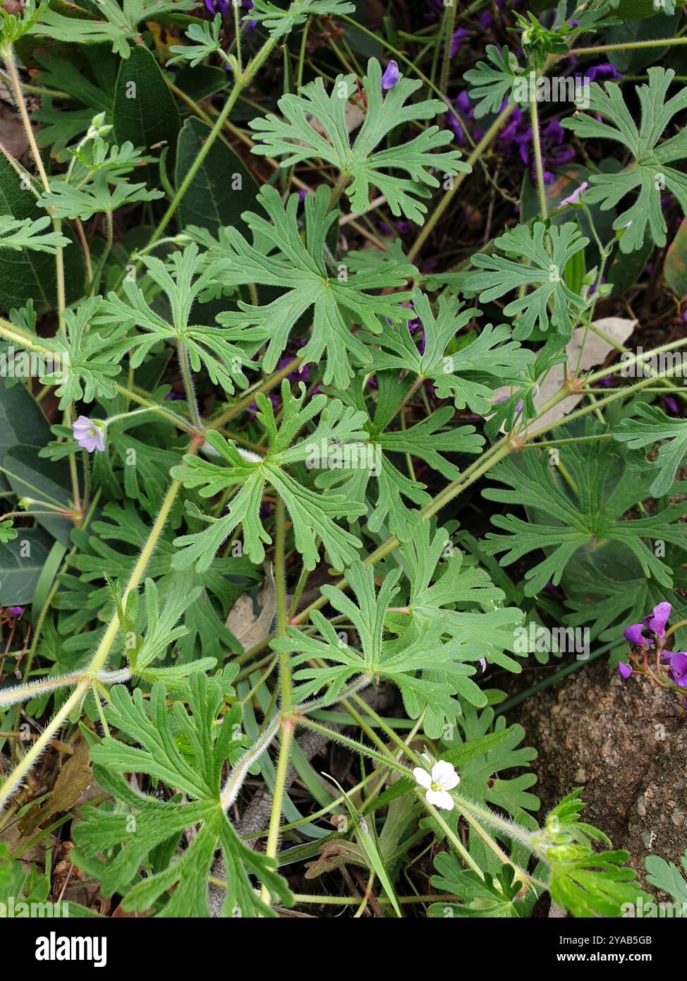 New Zealand geranium (Geranium retrorsum) Plantae Stock Photo - Alamy