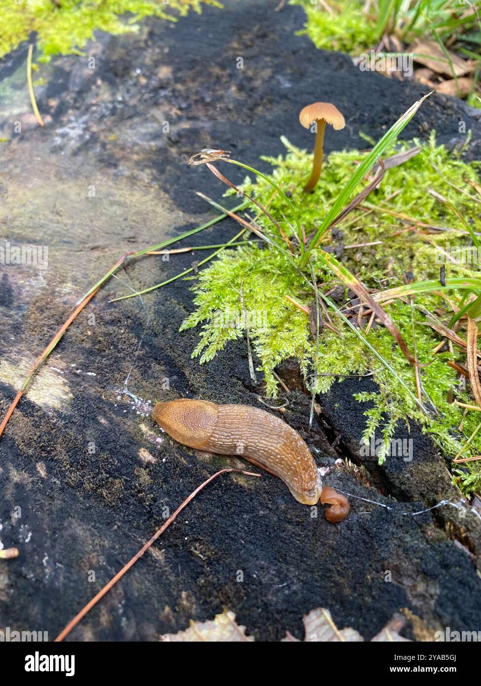 Western Dusky Slug (Arion subfuscus) Mollusca Stock Photo - Alamy