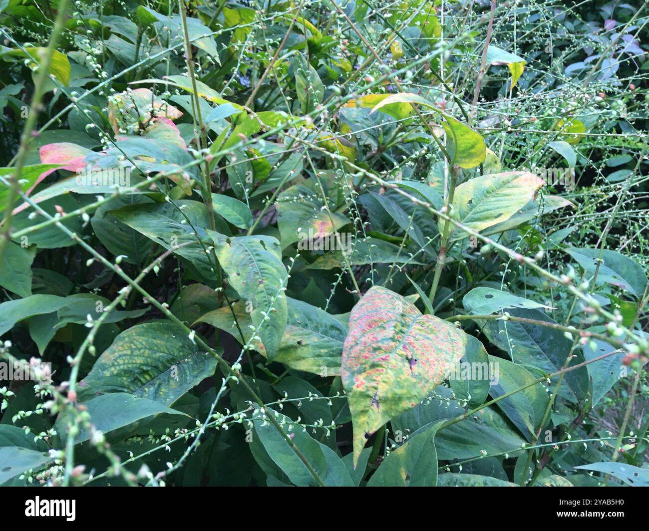 American jumpseed (Persicaria virginiana) Plantae Stock Photo - Alamy