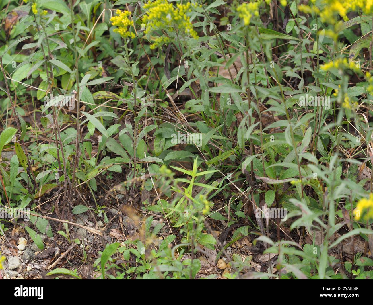 field goldenrod (Solidago nemoralis) Plantae Stock Photo - Alamy