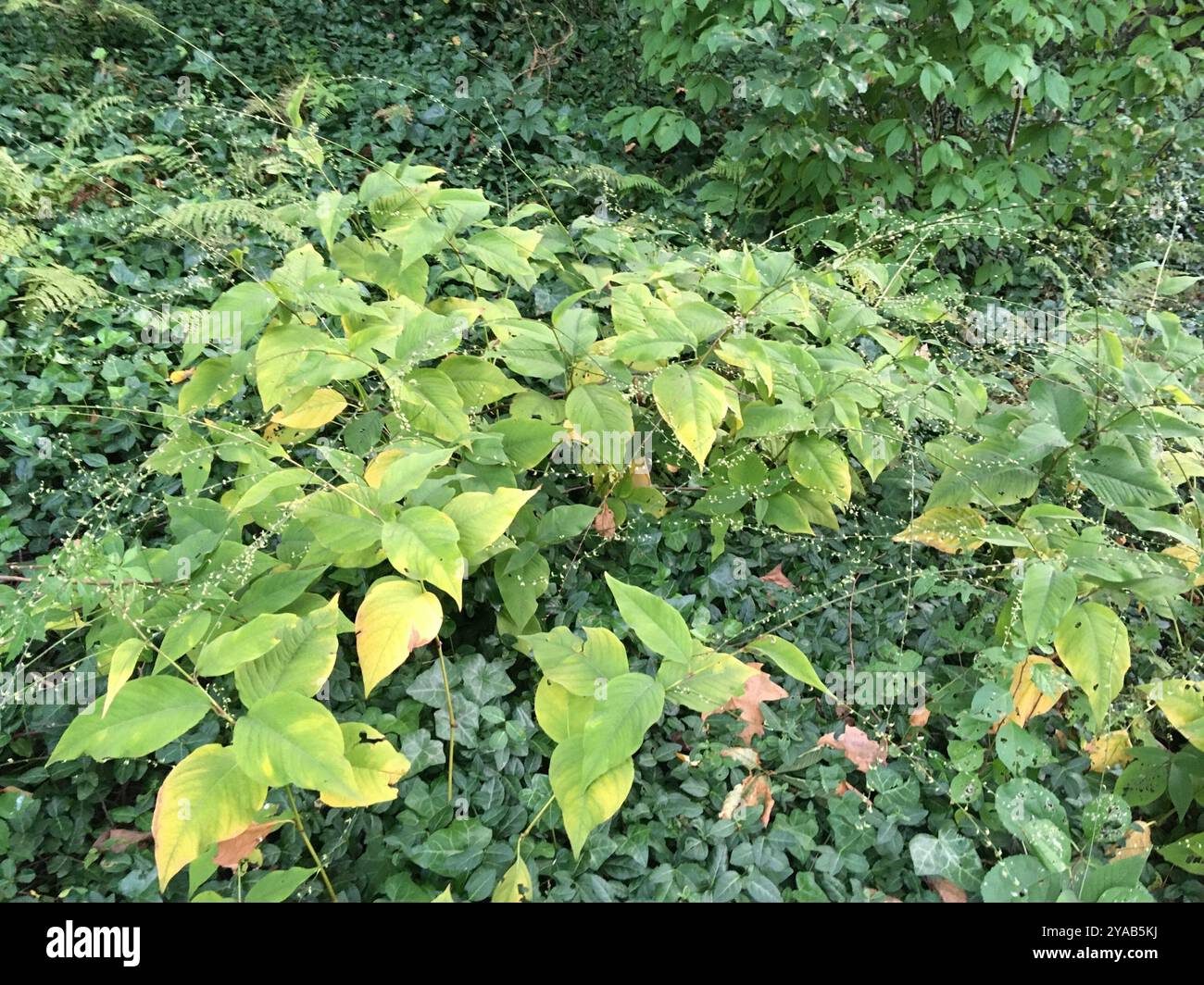 American jumpseed (Persicaria virginiana) Plantae Stock Photo - Alamy
