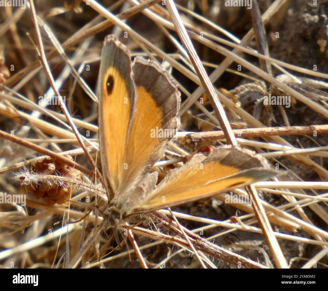 Southern Gatekeeper (Pyronia cecilia) Insecta Stock Photo - Alamy