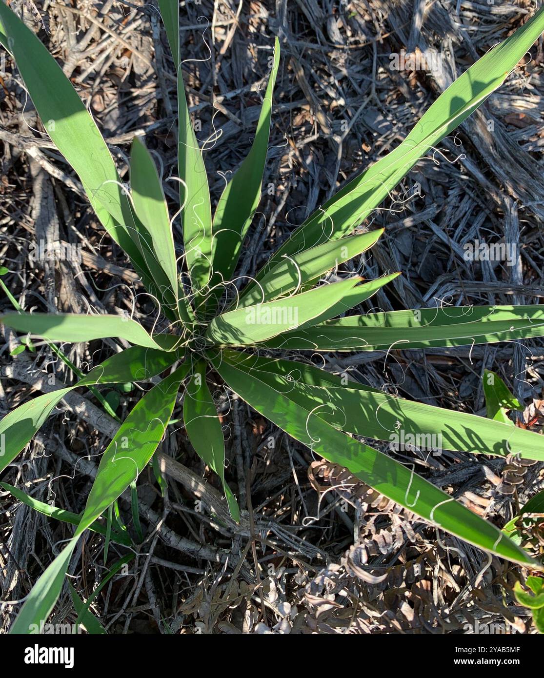 common yucca (Yucca filamentosa) Plantae Stock Photo - Alamy