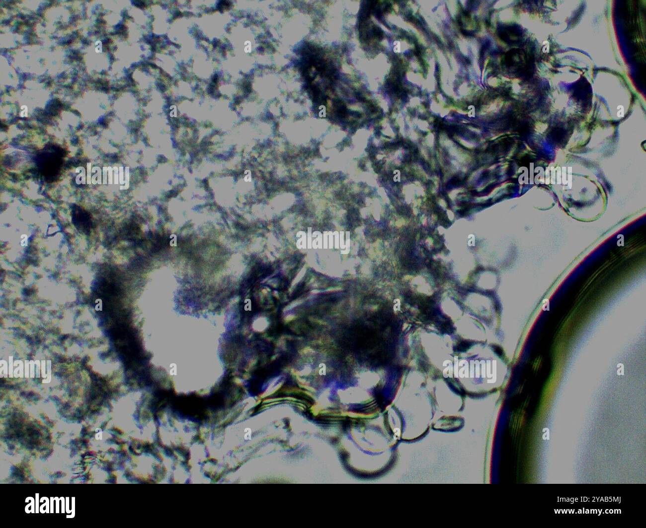 Freckled Dapperling (Echinoderma asperum) Fungi Stock Photo - Alamy