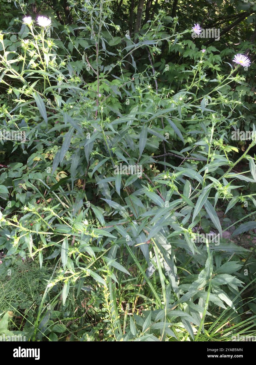 swamp aster (Symphyotrichum puniceum) Plantae Stock Photo - Alamy