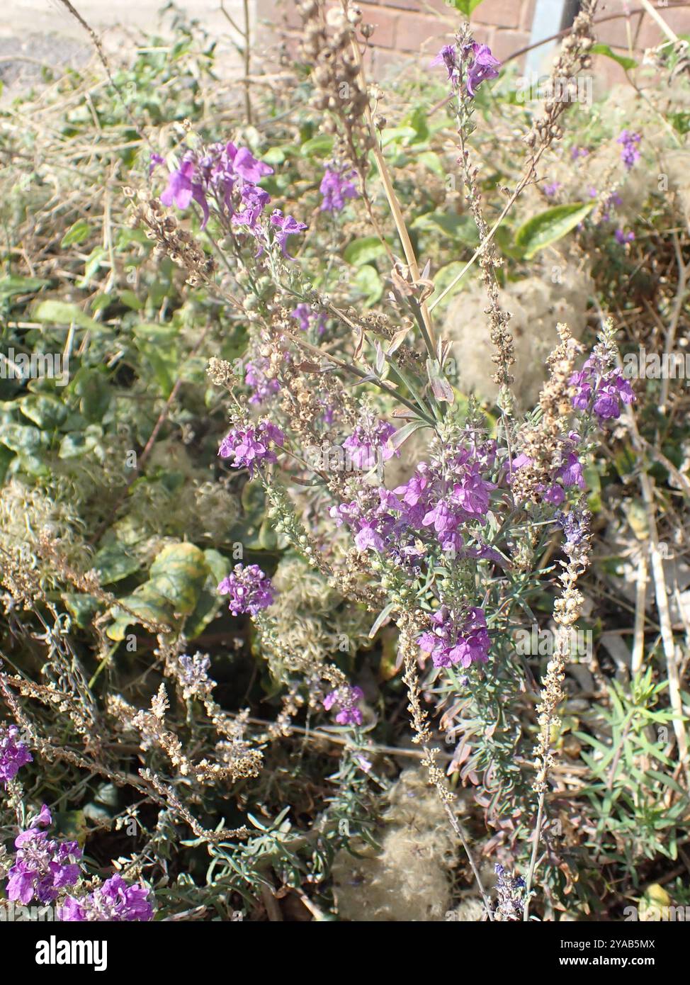 Purple Toadflax (Linaria purpurea) Plantae Stock Photo - Alamy