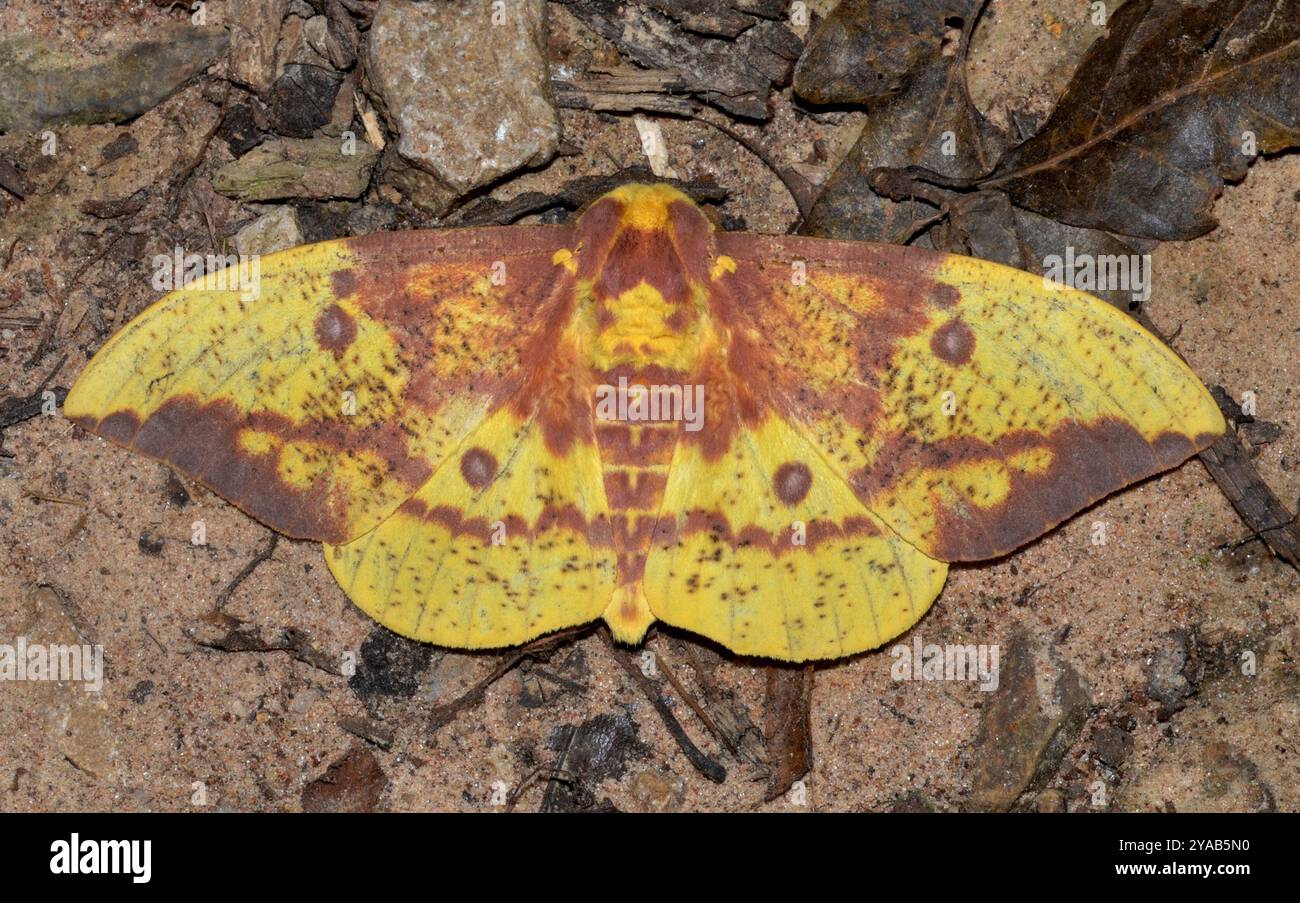 Imperial Moth (Eacles imperialis) Insecta Stock Photo - Alamy