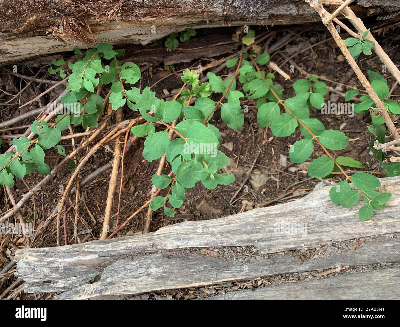 creeping snowberry (Symphoricarpos mollis) Plantae Stock Photo - Alamy