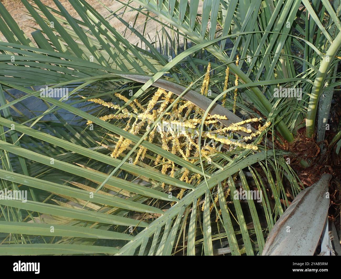 (Butia archeri) Plantae Stock Photo - Alamy
