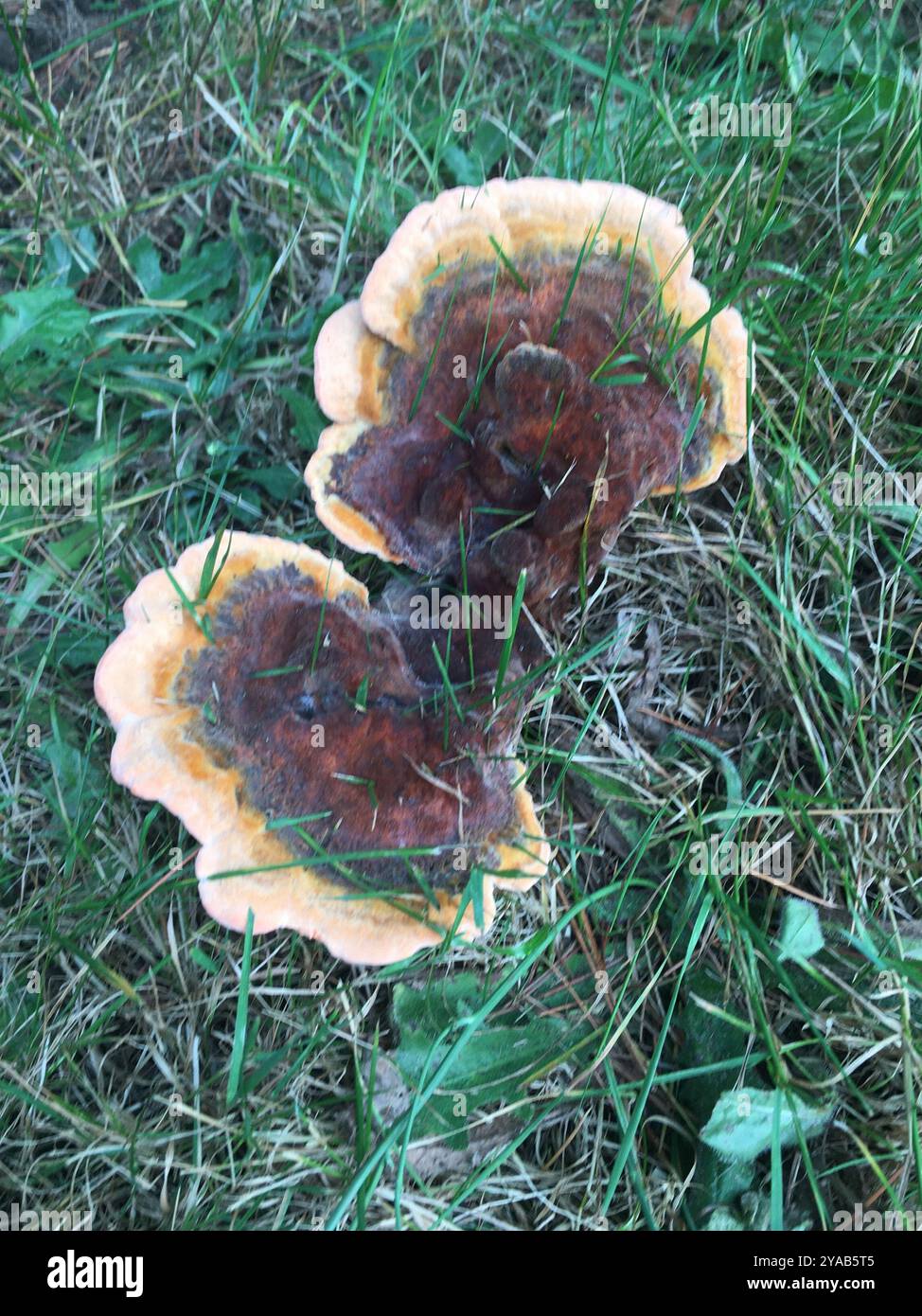 Dyer's Polypore (Phaeolus schweinitzii) Fungi Stock Photo - Alamy