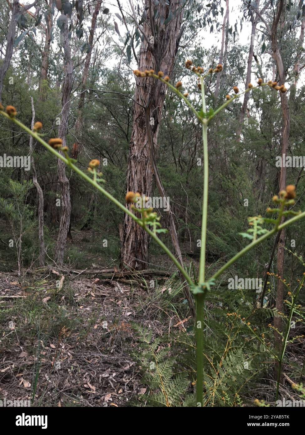 Austral Bracken (Pteridium esculentum) Plantae Stock Photo - Alamy