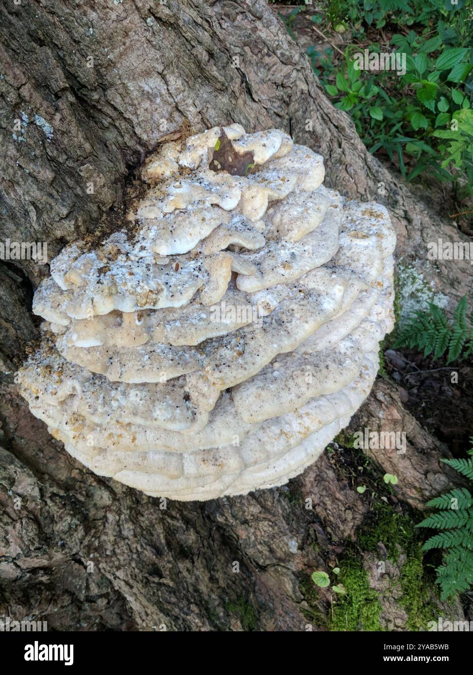 Northern Tooth (Climacodon septentrionalis) Fungi Stock Photo - Alamy