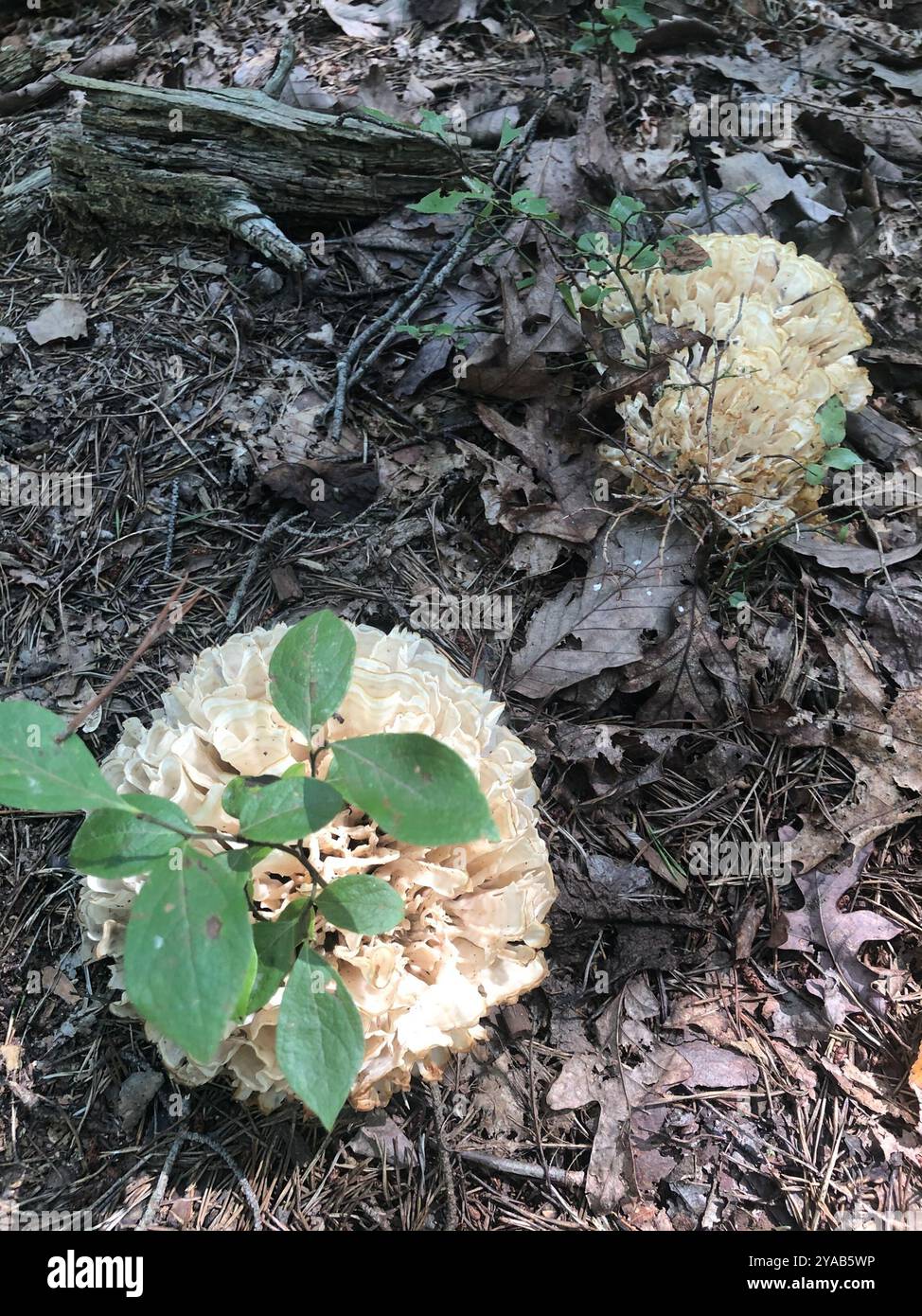 Eastern cauliflower mushroom (Sparassis spathulata) Fungi Stock Photo ...