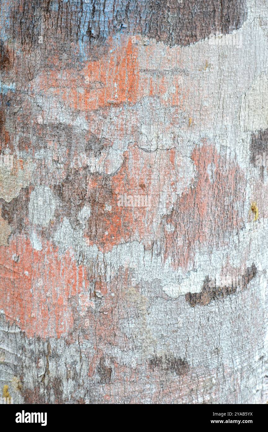 detailed tree trunk texture background Stock Photo - Alamy