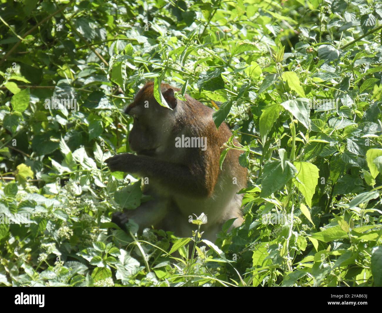 Philippine Long-tailed Macaque (Macaca fascicularis philippensis ...