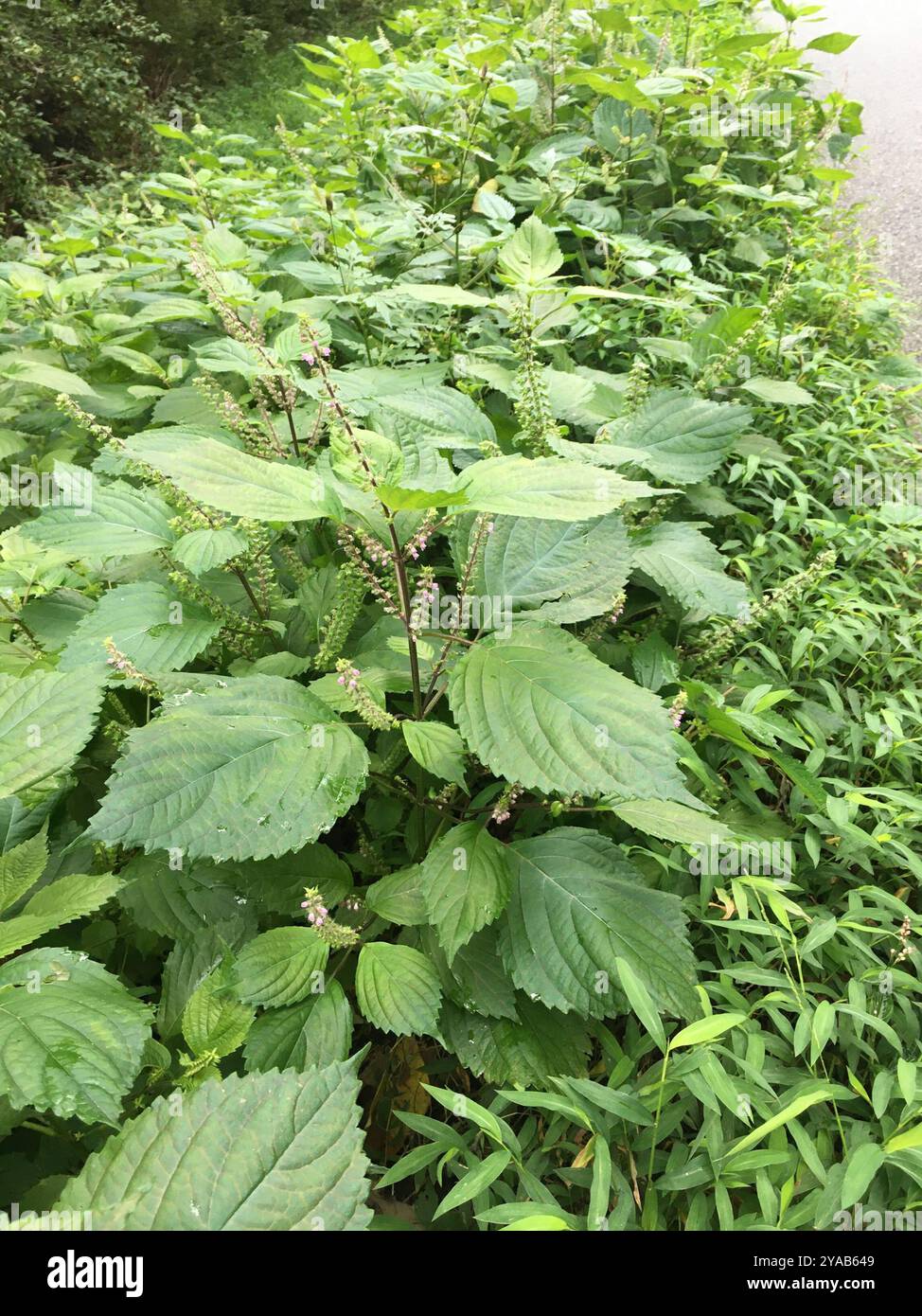beefsteak plant (Perilla frutescens) Plantae Stock Photo - Alamy