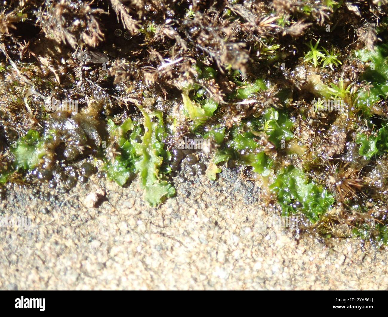 leafy and simple thalloid liverworts (Jungermanniopsida) Plantae Stock ...