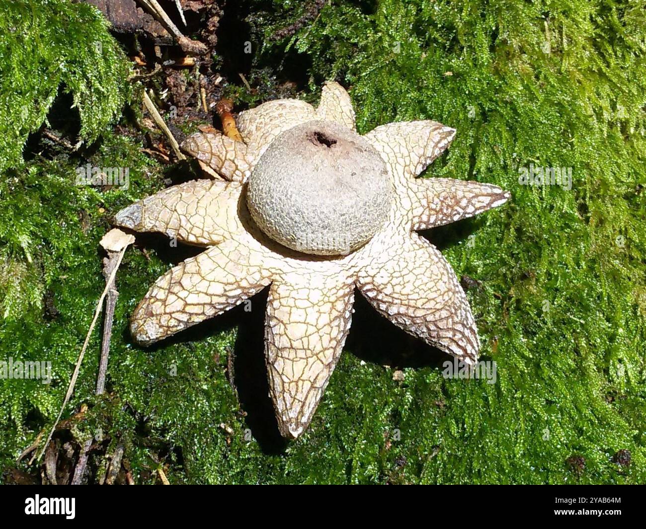 Hygroscopic Earthstar (Astraeus hygrometricus) Fungi Stock Photo - Alamy