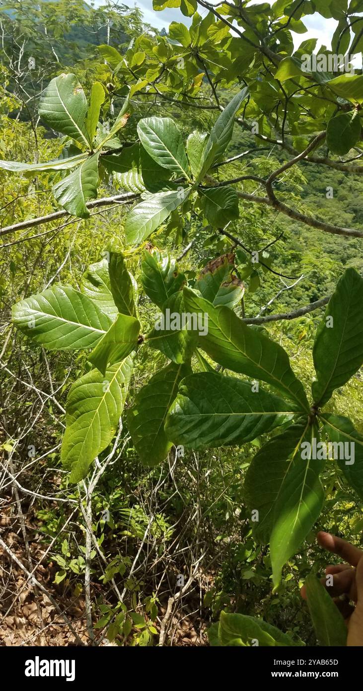 Genipap Tree (Genipa americana) Plantae Stock Photo - Alamy