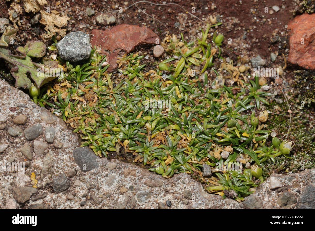 Procumbent Pearlwort (Sagina procumbens) Plantae Stock Photo - Alamy