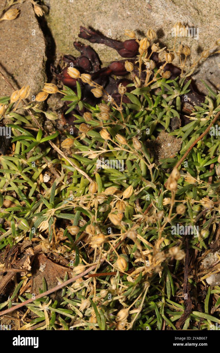 Procumbent Pearlwort (Sagina procumbens) Plantae Stock Photo - Alamy