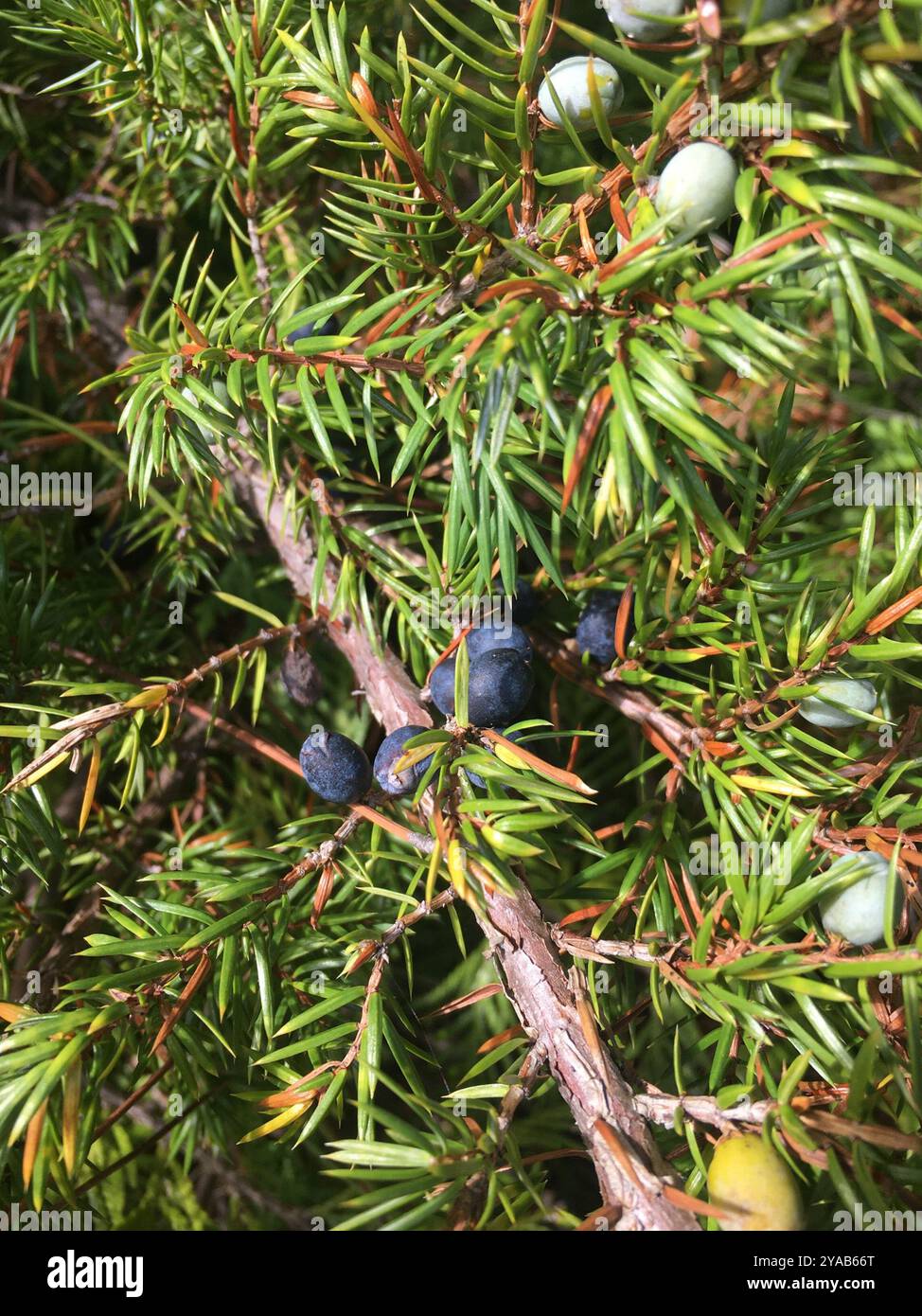 common juniper (Juniperus communis) Plantae Stock Photo - Alamy