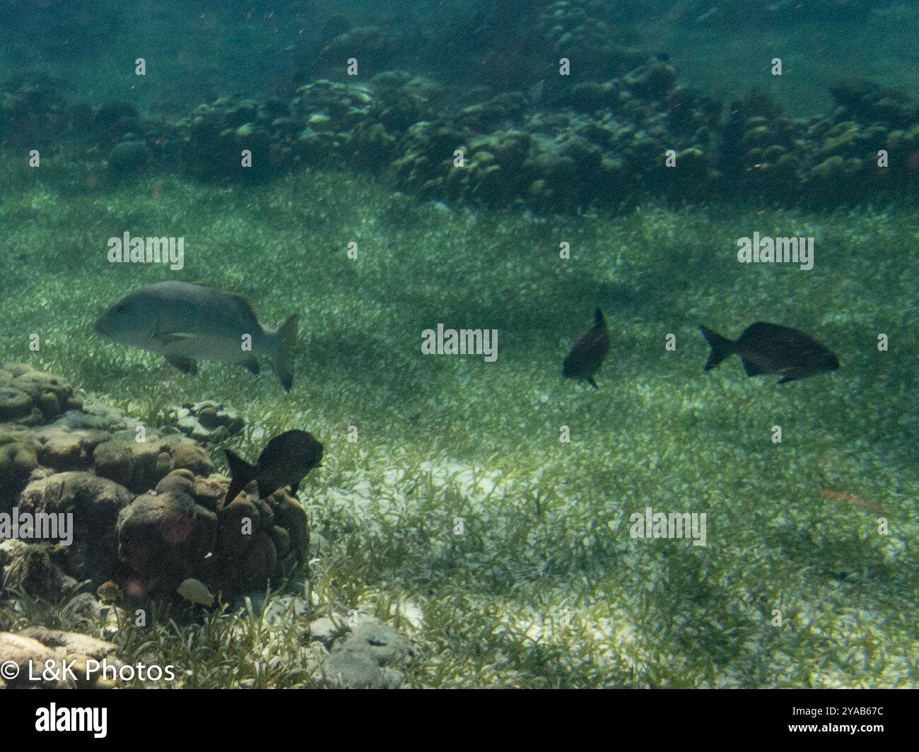 Cubera Snapper (Lutjanus cyanopterus) Actinopterygii Stock Photo - Alamy