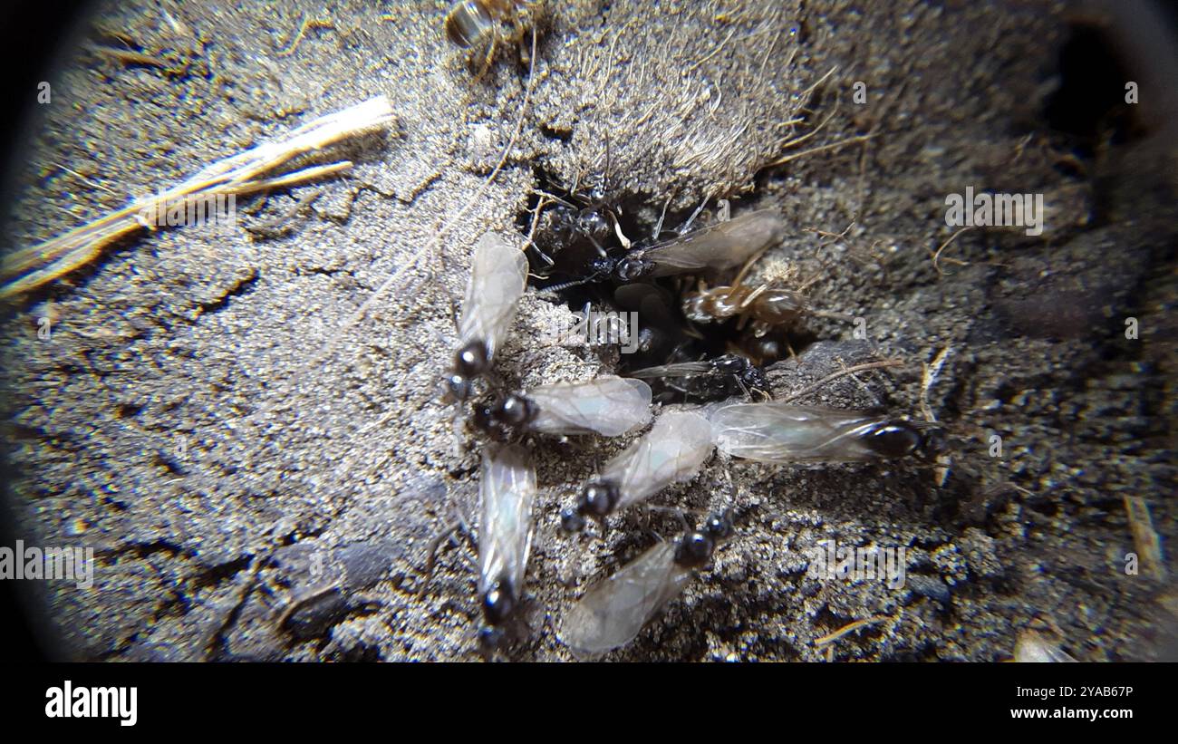 Citronella Ants, Fuzzy Ants, and Allies (Lasius) Insecta Stock Photo ...