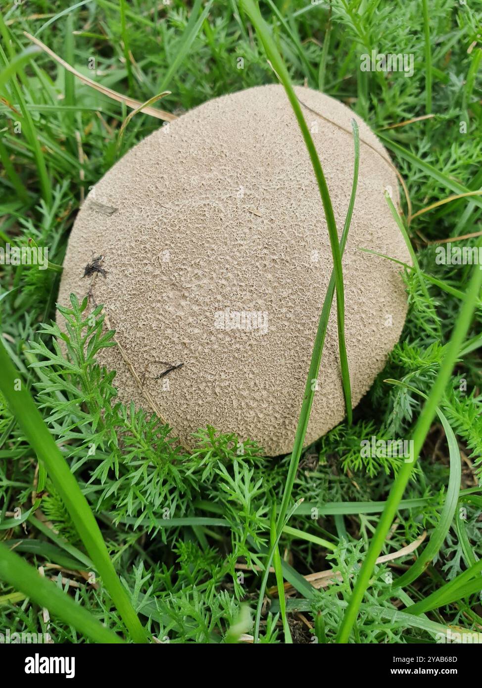puffballs (Lycoperdaceae) Fungi Stock Photo - Alamy