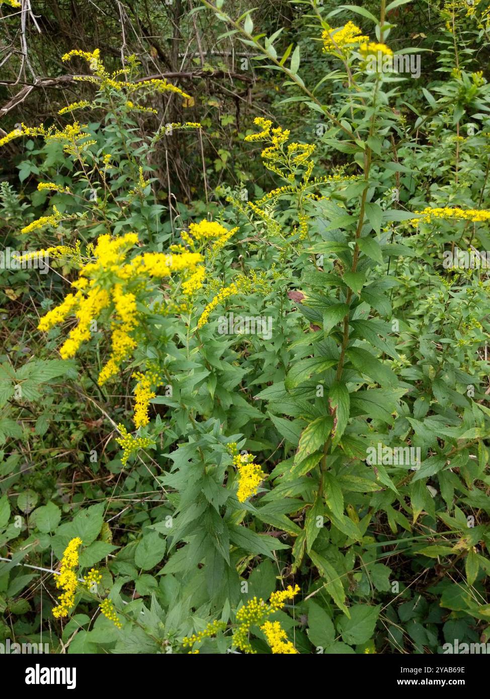 common wrinkle-leaved goldenrod (Solidago rugosa) Plantae Stock Photo ...