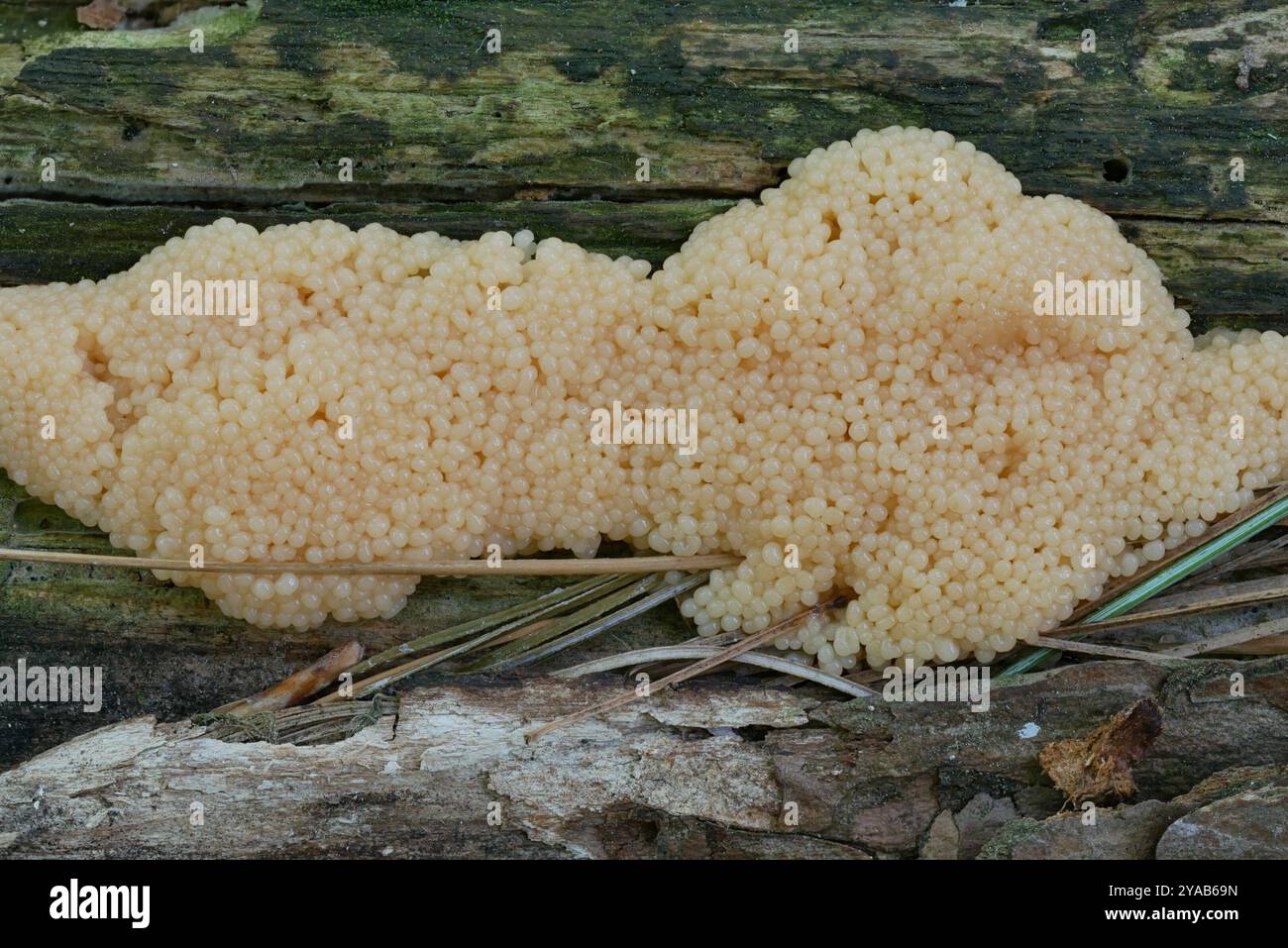 Red Raspberry Slime Mold (Tubifera ferruginosa) Protozoa Stock Photo ...