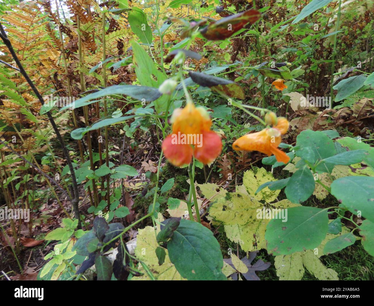 common jewelweed (Impatiens capensis) Plantae Stock Photo - Alamy
