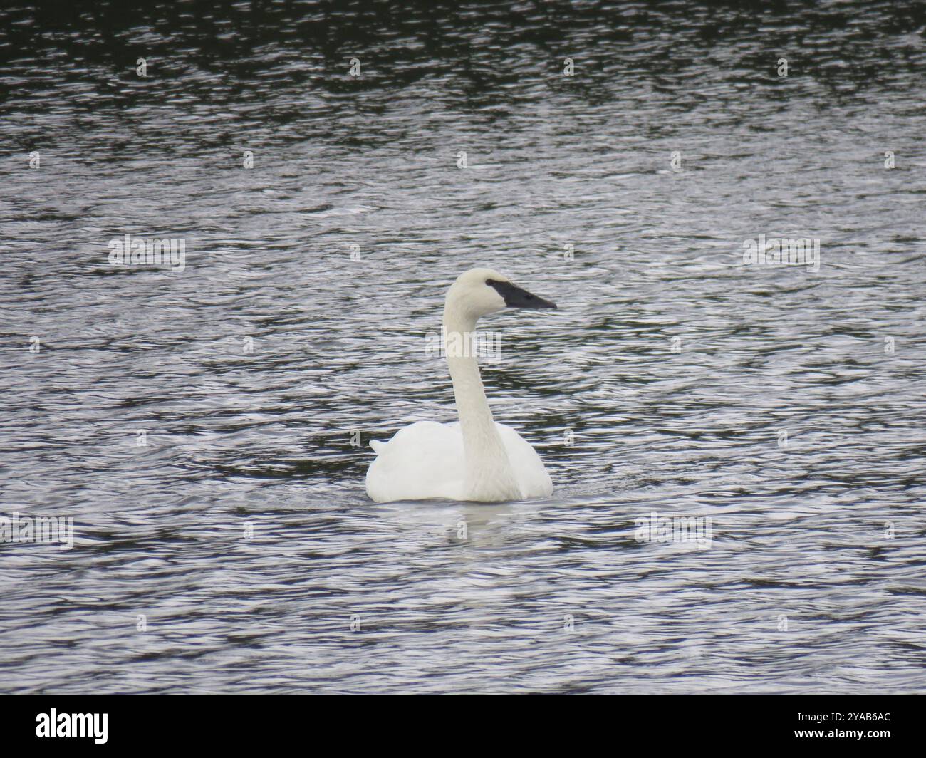 Trumpeter Swan (Cygnus buccinator) Aves Stock Photo - Alamy