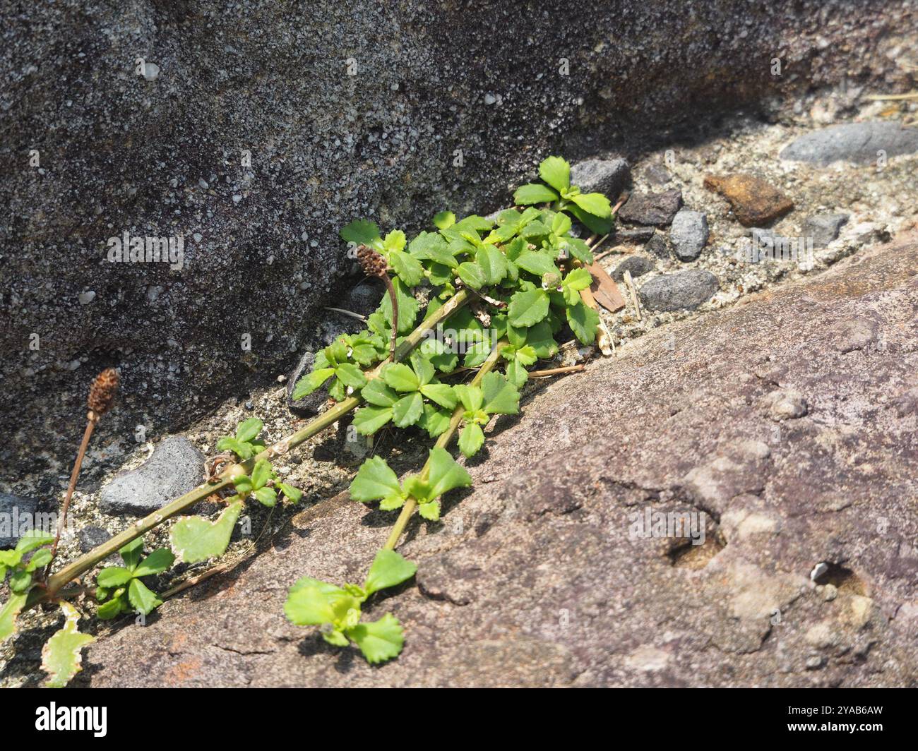 turkey tangle frogfruit (Phyla nodiflora) Plantae Stock Photo - Alamy