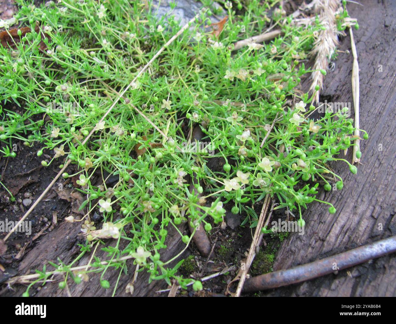 Procumbent Pearlwort (Sagina procumbens) Plantae Stock Photo - Alamy