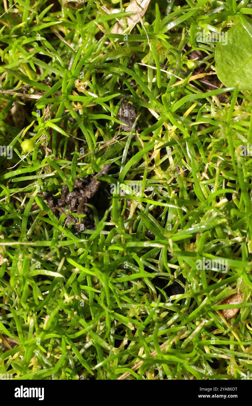 Procumbent Pearlwort (Sagina procumbens) Plantae Stock Photo - Alamy