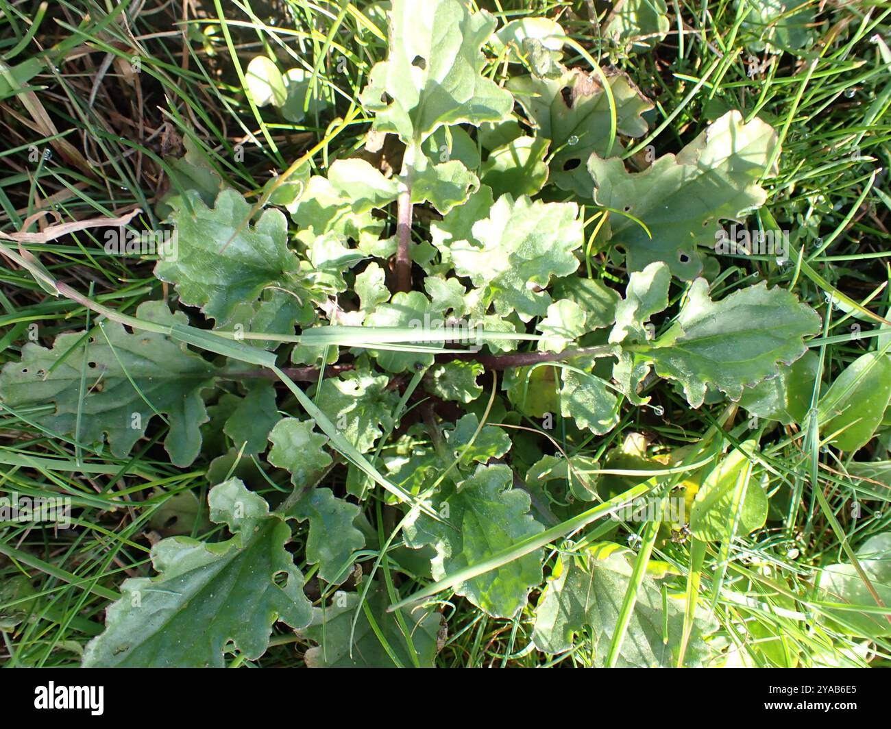 Marsh Ragwort (Jacobaea aquatica) Plantae Stock Photo - Alamy