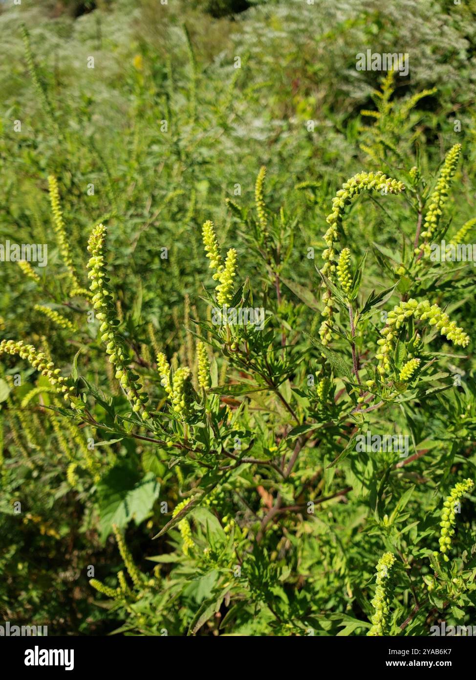 common ragweed (Ambrosia artemisiifolia) Plantae Stock Photo - Alamy