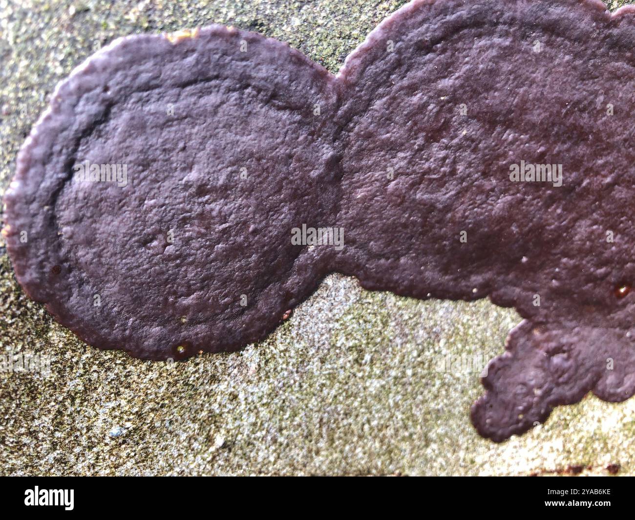 encrusting red algae (Mastocarpus) Plantae Stock Photo - Alamy
