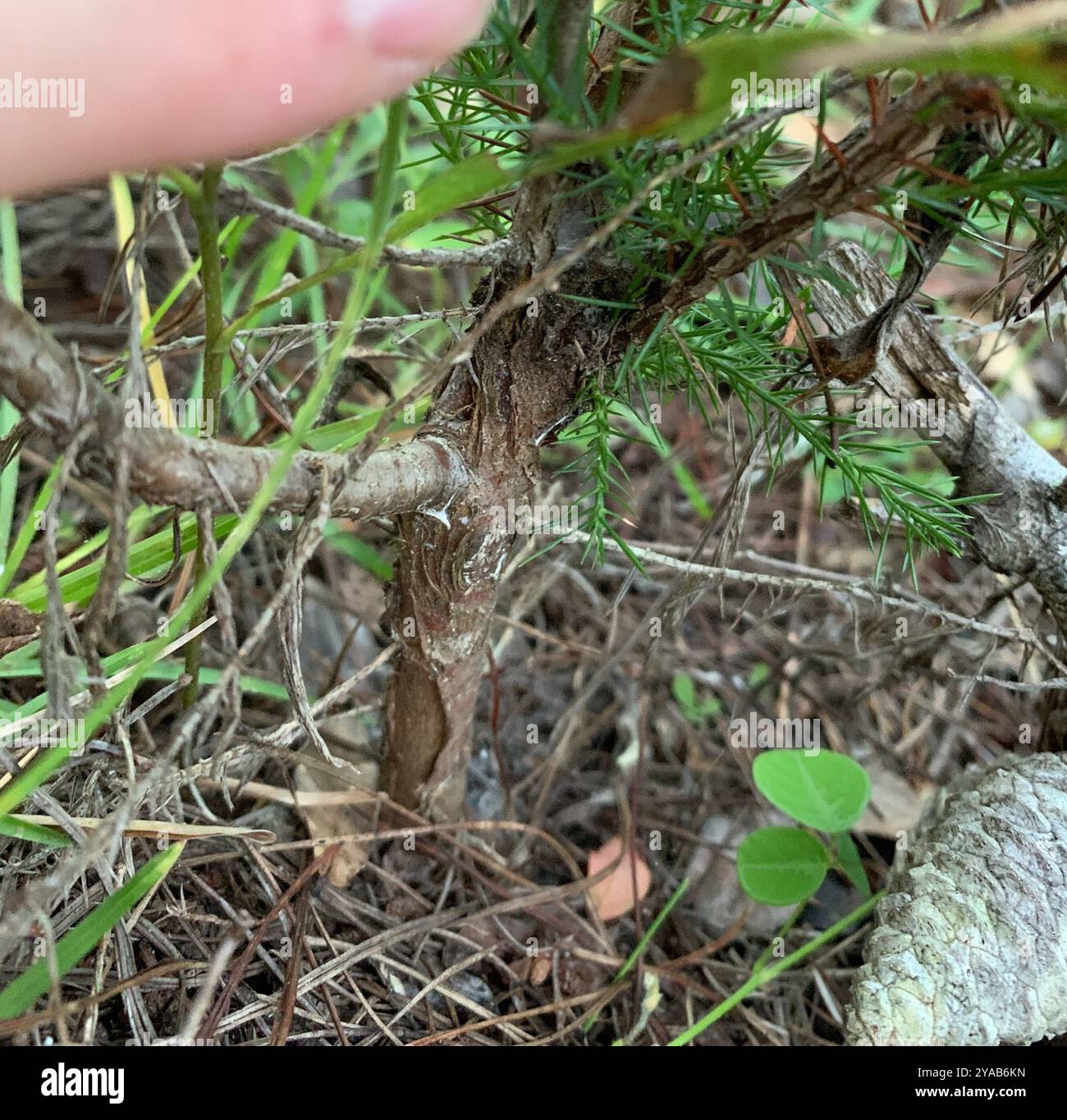 Southern Redcedar (Juniperus virginiana silicicola) Plantae Stock Photo ...