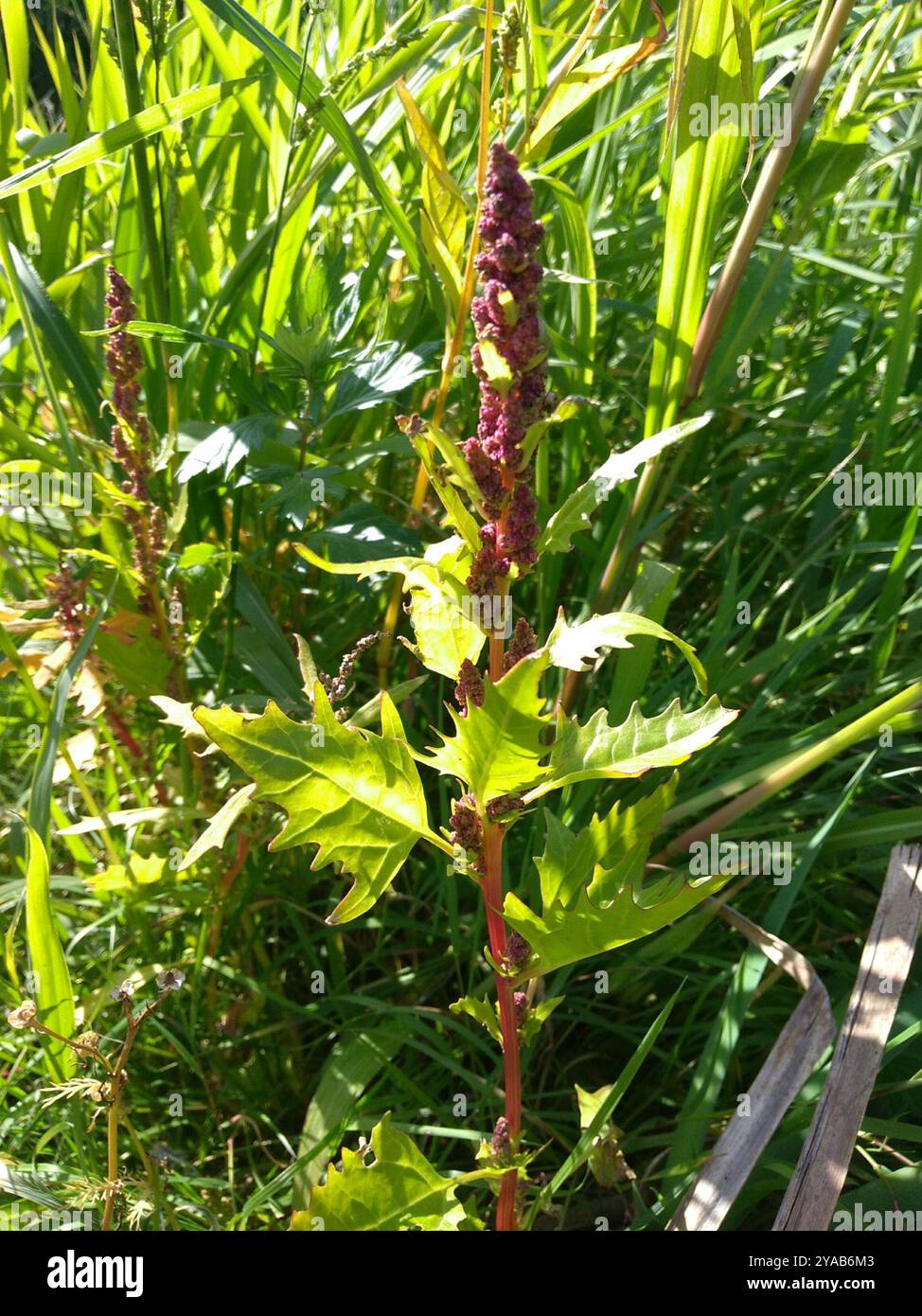 red pigweed (Oxybasis rubra) Plantae Stock Photo - Alamy