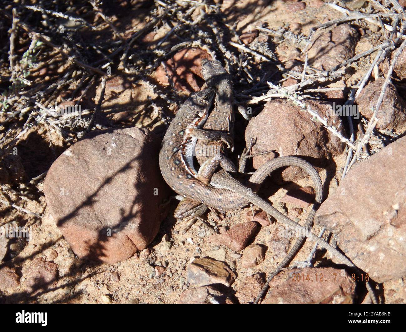 Spotted Sand Lizard (Pedioplanis lineoocellata) Reptilia Stock Photo ...